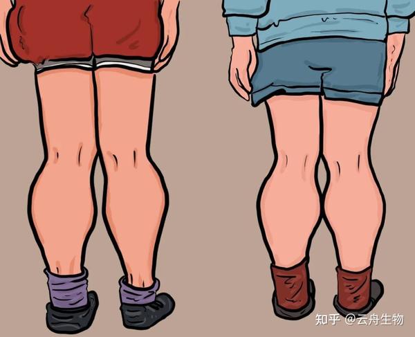 Gutless腺病毒：治疗杜氏肌营养不良（DMD）的创新选择！ - 知乎