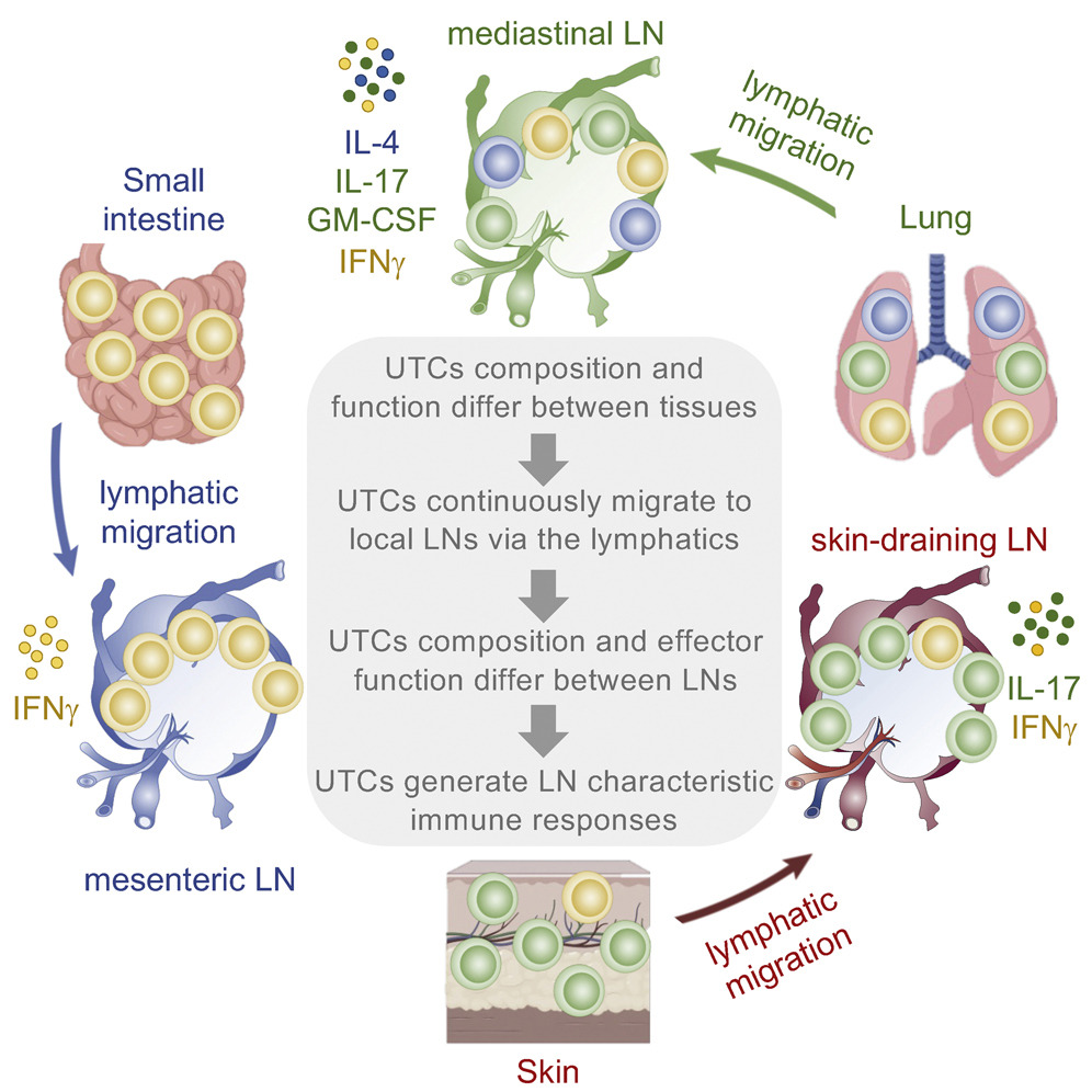 Immunity | 非常规T细胞的迁移促进不同淋巴结位点特异性免疫 - 知乎