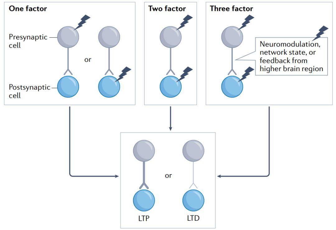 Nat Rev Neurosci重要综述：皮质中间神经元突触关键机制—可塑体 - 知乎