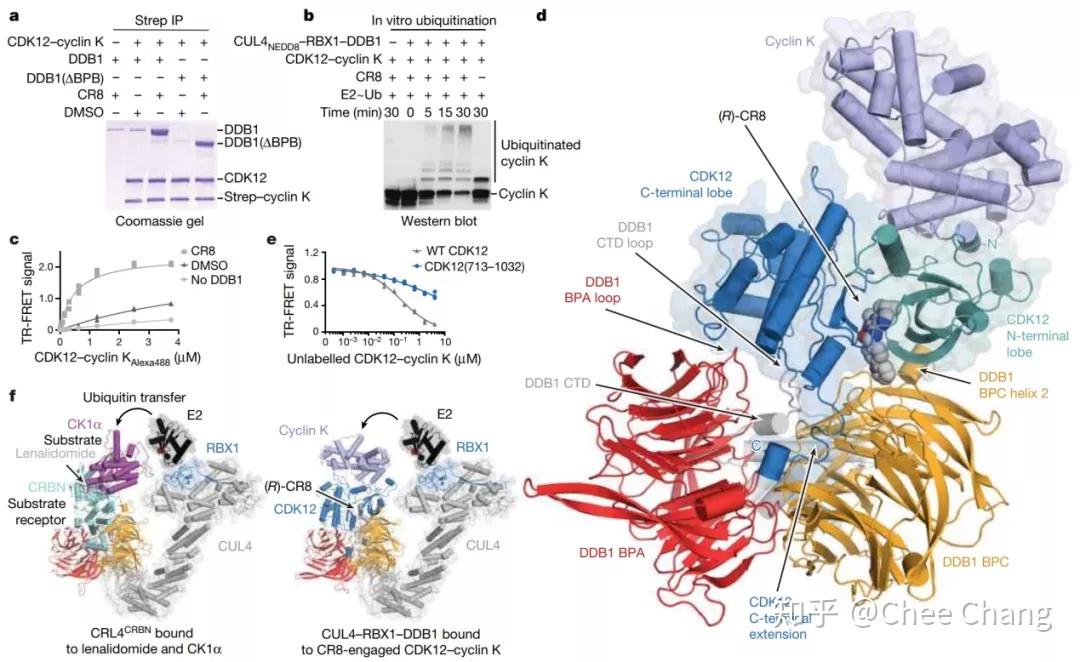 Nature：CDK抑制剂作为分子胶水降解cyclin K - 知乎