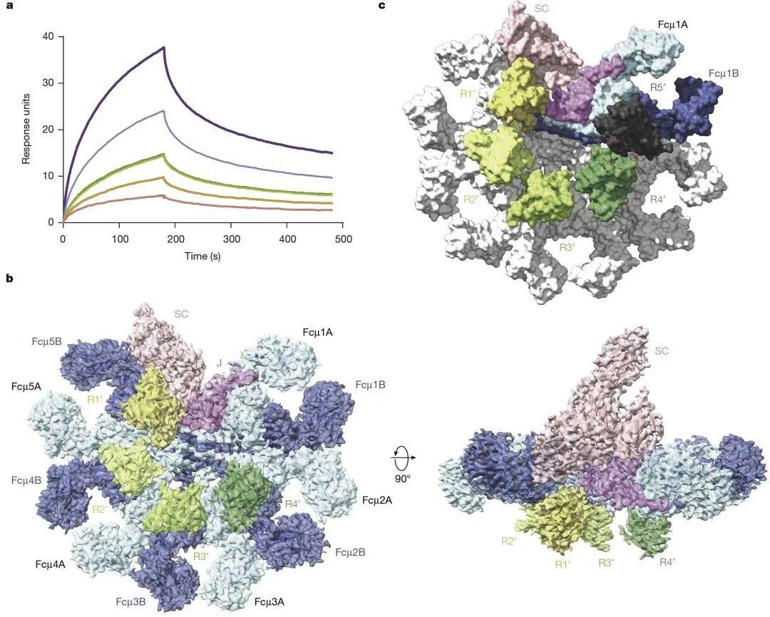 Nature 文章解读| 免疫球蛋白IgM与特异性受体FcμR结合的分子机制 - 知乎