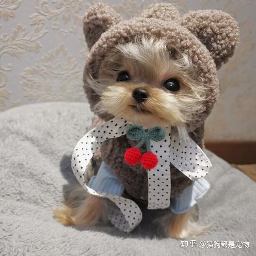 “约克夏”为什么受欢迎？因为它有5个魅力的地方！ - 知乎