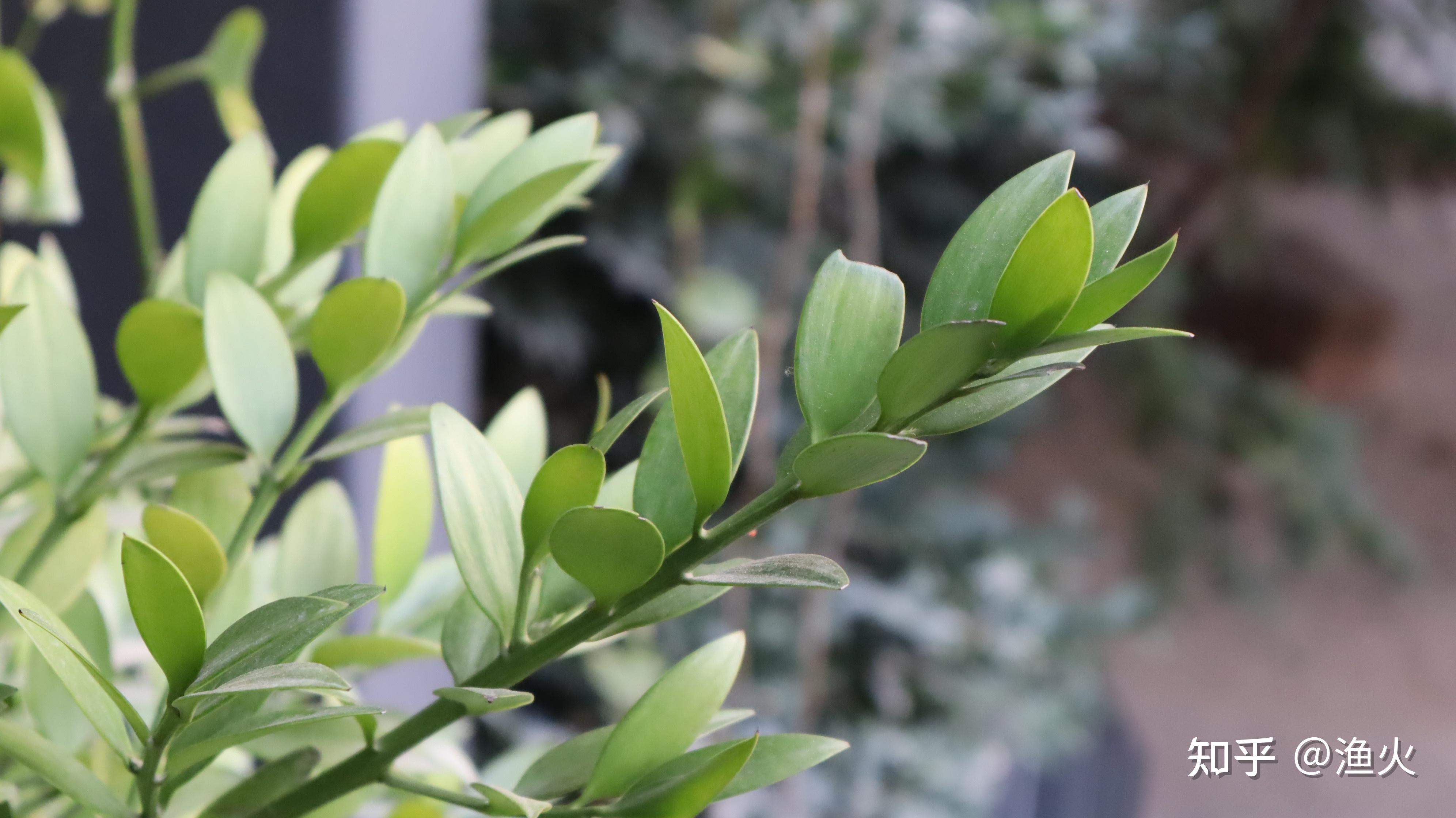 宝安有一个工业公园——梧桐岛 - 知乎