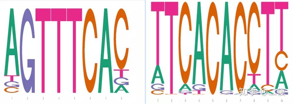 ATAC-seq分析R包chromVAR:预测染色质可及性相关的转录因子 - 知乎