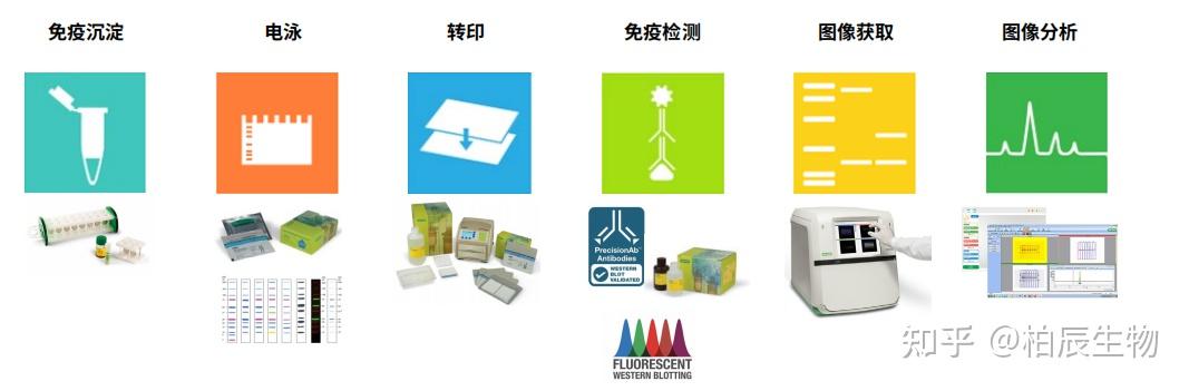 柏辰带您走进WB Stain-Free Workshop 2025：探索WB技术的奥秘 - 知乎