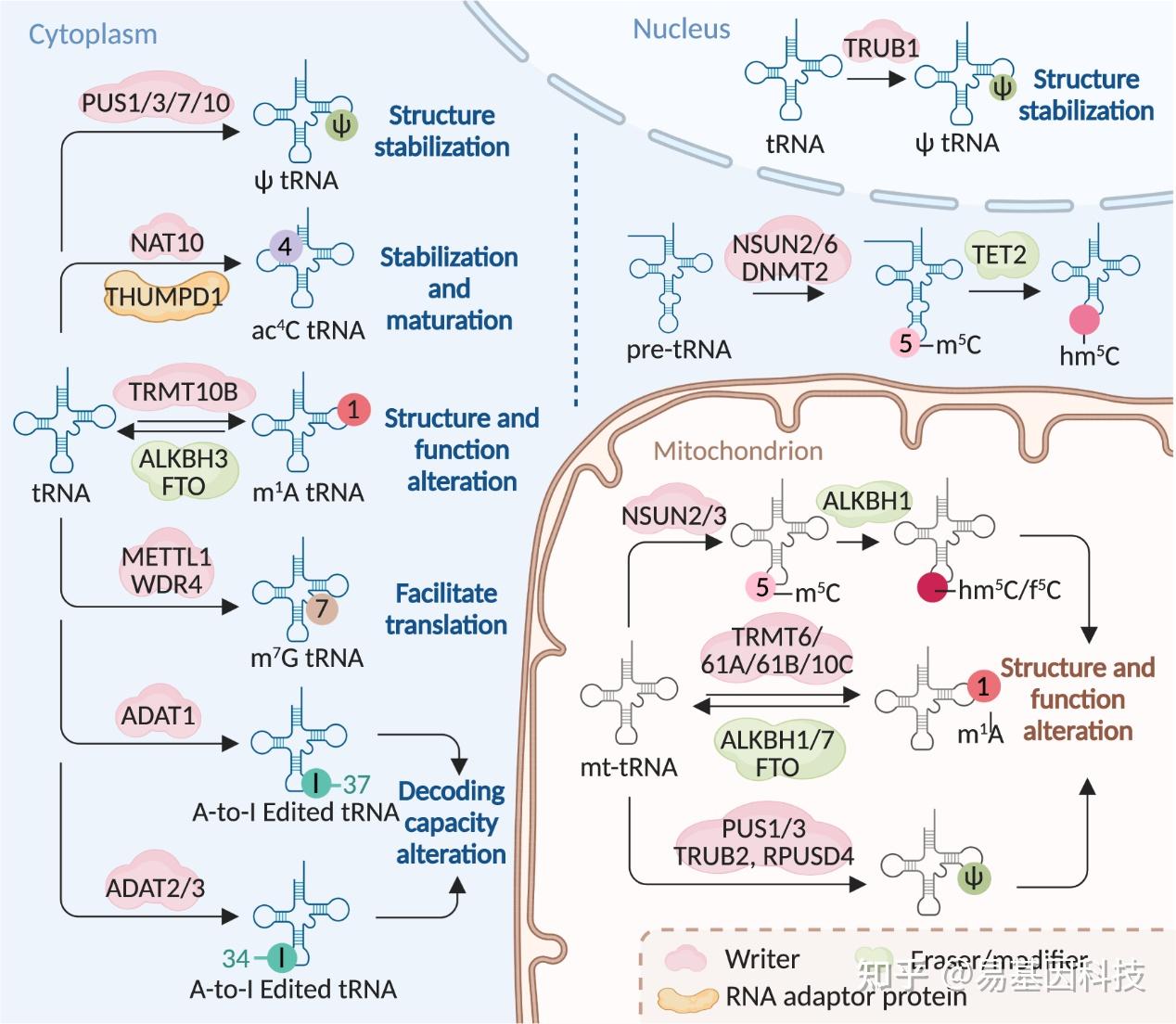 深度综述：m6A/m5C/m1A/m7G/ac4C/Ψ等8种RNA修饰的生物学功能和潜在机制 - 知乎