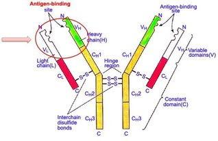 Single-Chain Fragment Variable (ScFv) - 知乎