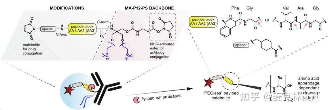 PEG linkers的化学机理与优势应用 - 知乎