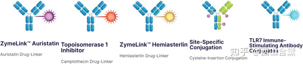 国内外知名企业ADC技术平台(第四期, Zymeworks) - 知乎