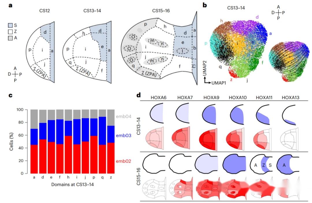 Nat Cell Biol︱施威扬/鲍志戎团队合作绘制人类胚胎器官发生时期单细胞图谱 - 知乎