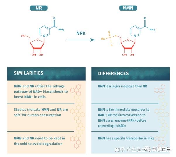 NMN vs NR：这两种 NAD+ 前体的区别 - 知乎