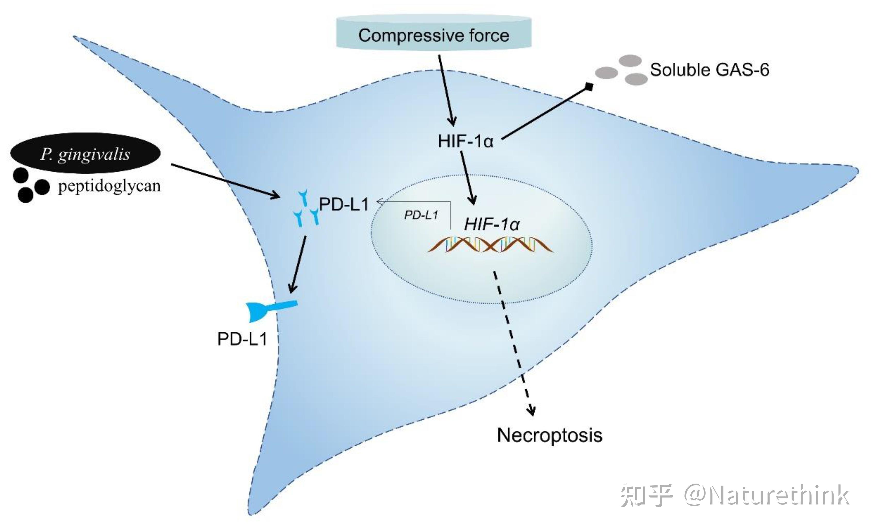 HIF-1α在压缩力下调节（肽聚糖诱导的）成牙骨质细胞PD-L1表达中的作用 - 知乎