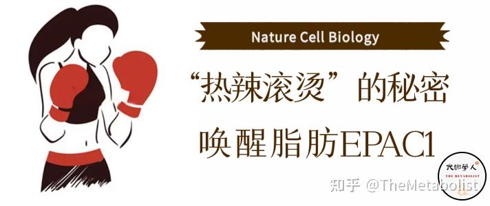 代谢学人--NCB: “热辣滚烫”的秘密：唤醒脂肪EPAC1 - 知乎