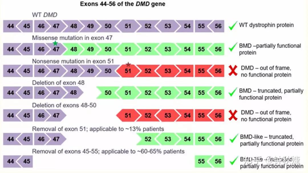 杜氏肌营养不良（DMD）的基因检测 - 知乎