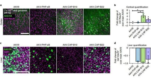 【新品AAV-B10】 AAV在跨血脑屏障中的应用 - 知乎