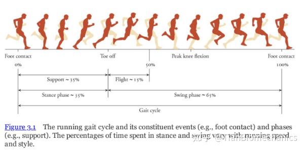 生物力学书籍-《Biomechanics of Movement》-Running - 知乎