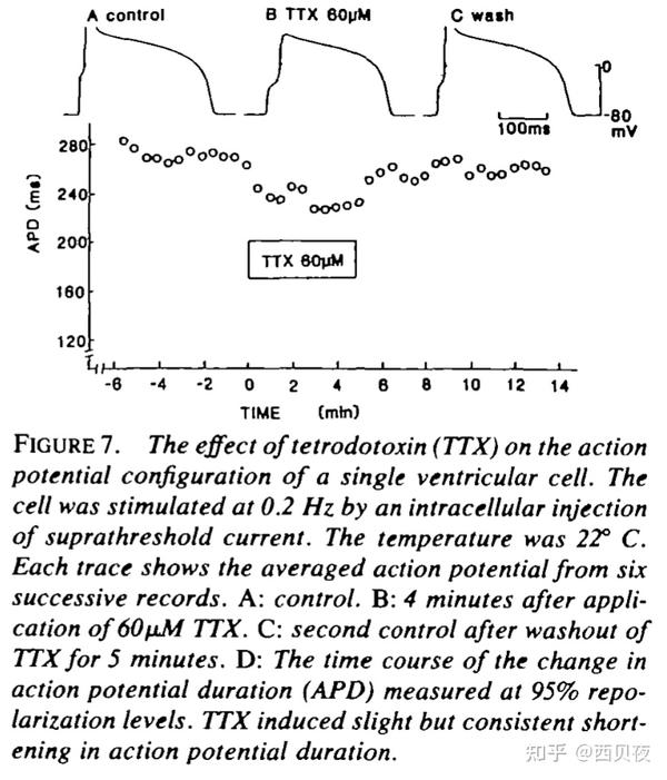 晚期钠电流及其对豚鼠心室肌细胞动作电位构型的贡献 - 知乎