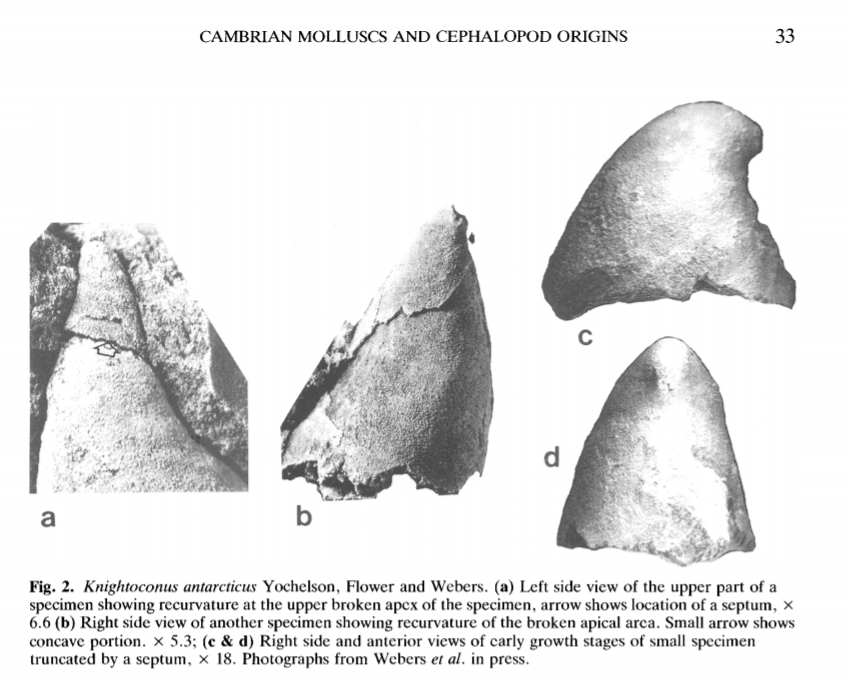 头足纲小传（29）瑕光微明：头足纲的起源，奈特氏锥 Knightoconus - 知乎