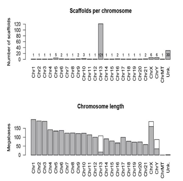 Mol Biol Evol丨首个鼠类T2T基因组展示了完整的着丝粒与异染色质特征 - 知乎