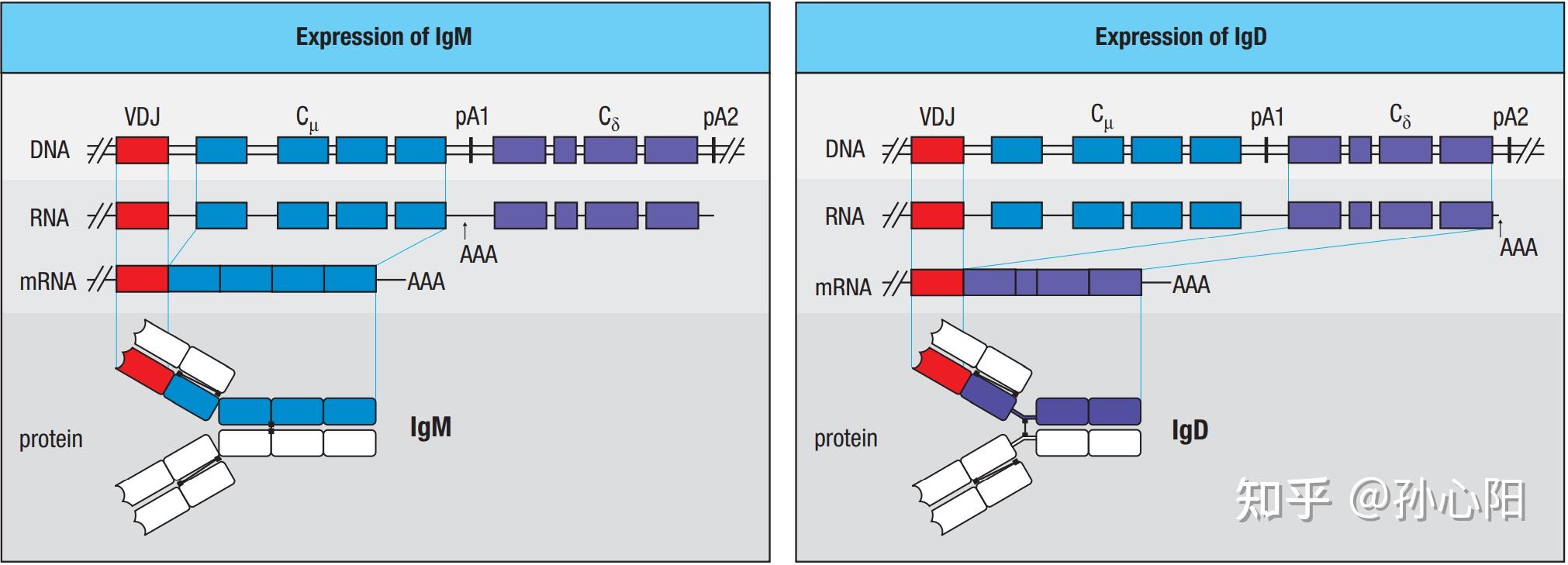 Chapt5: 淋巴细胞抗原受体的生成（二） - 知乎