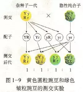 【教材精读】孟德尔的豌豆杂交实验（二） - 知乎