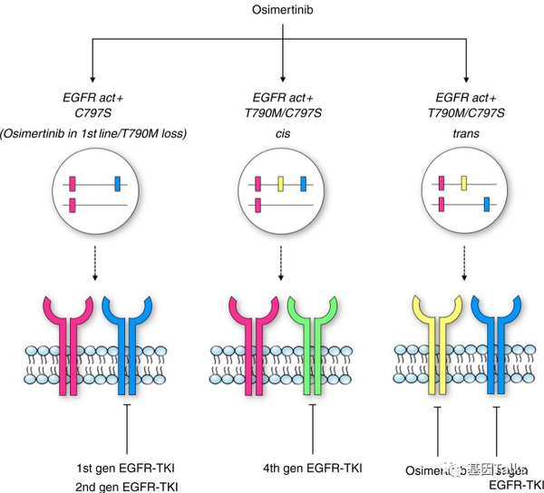EGFR突变，主要耐药机制以及应对策略 - 知乎