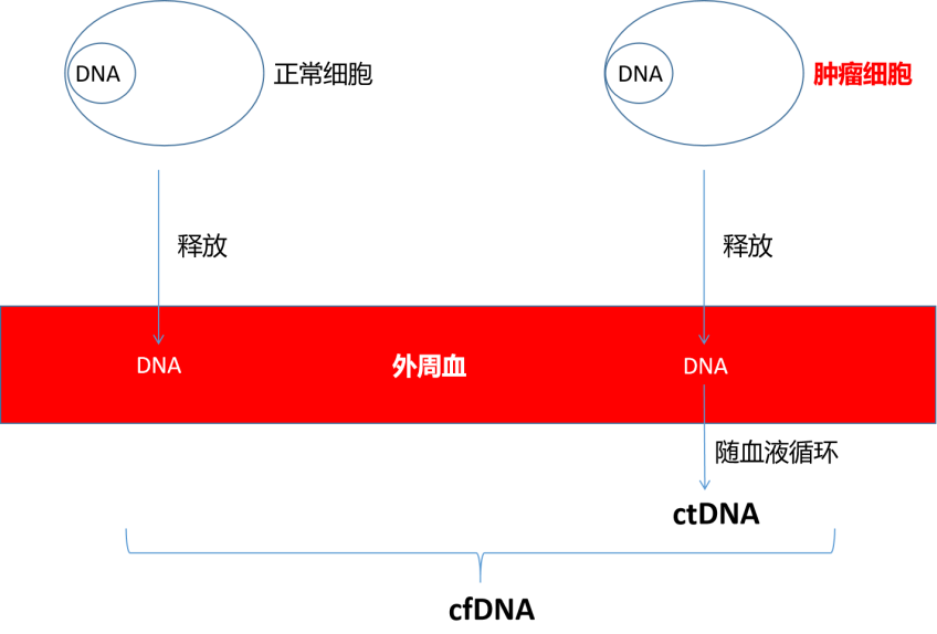 还分不清DNA、cfDNA以及ctDNA？一文讲明白 - 知乎