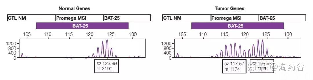 肿瘤医生应该知道的生物标志物之：MSI/MMR - 知乎