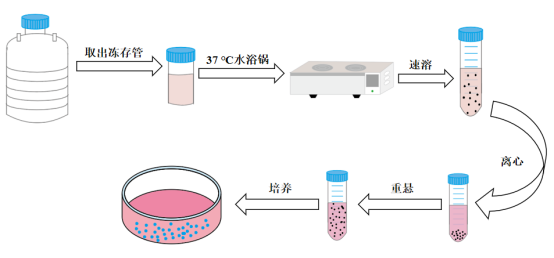 PSCprof 人多能干细胞消化液