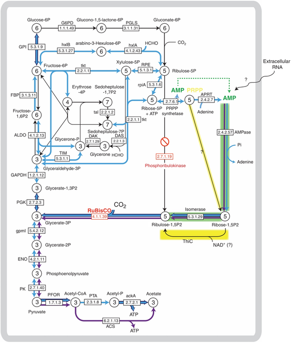 聊聊RuBisCO - 知乎