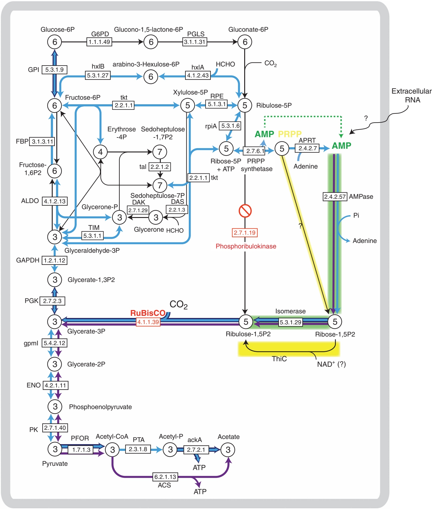 聊聊RuBisCO - 知乎