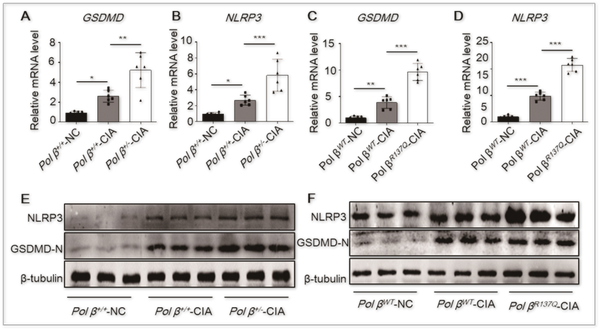 Cell Death Dis ￜ 南京师范大学的郭志刚/殷志敏/潘飞燕团队揭示DNA损伤修复蛋白在类风湿关节炎中的重要作用及发病机制 - 知乎