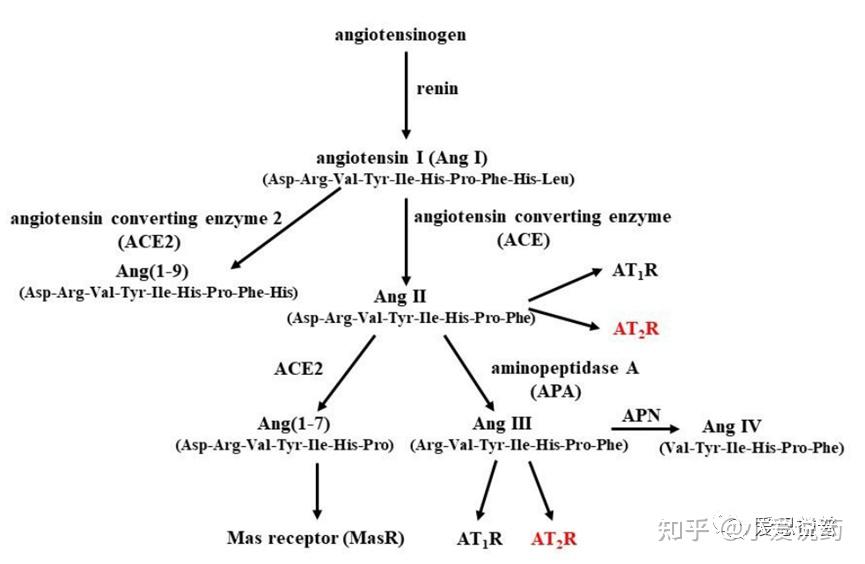 《爱求索》之血管紧张素AT1和AT2受体在疾病中的作用 - 知乎