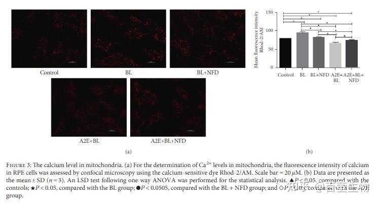线粒体钙信号的荧光解码——AAT Bioquest Rhod-2AM - 知乎