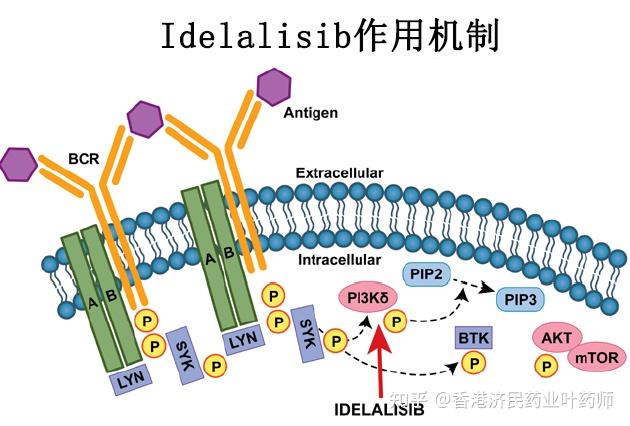 Idelalisib在慢性淋巴细胞白血病3期研究中显着降低疾病进展 - 知乎