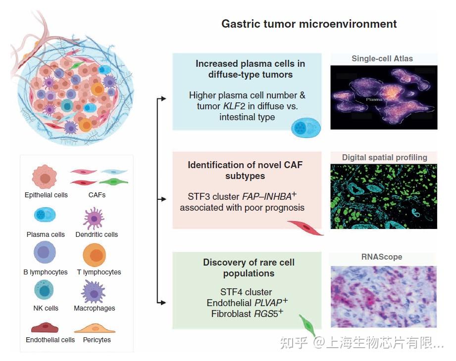 GeoMx® Digital Spatial Profiler（DSP）——探索肿瘤免疫微环境的利器 - 知乎