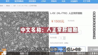 L-O2细胞培养，人正常肝细胞培养攻略-丰晖生物 - 知乎