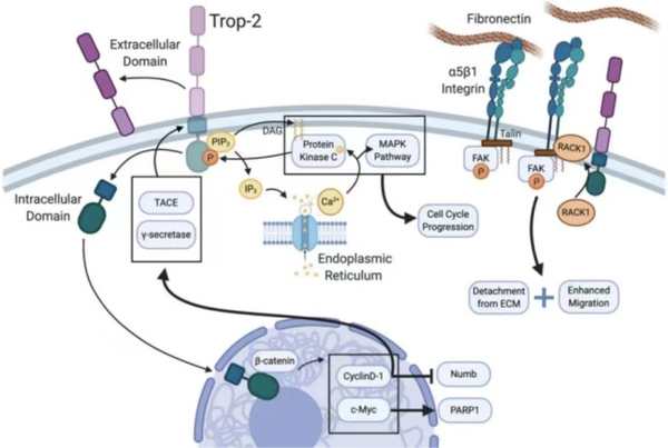 三阴曙光，国内首款TROP-2靶点抗体偶联药获批上市 - 知乎
