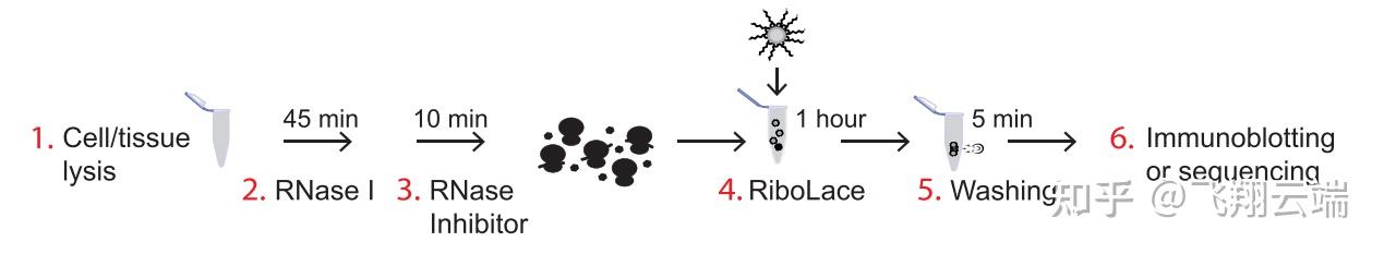 Active Ribo-seq：活跃翻译组测序技术 - 知乎