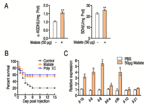 Fish and Shellfish Immunology丨TLR3激动剂通过增强三羧酸循环从而增强斑马鱼对细菌感染的抗性 - 知乎