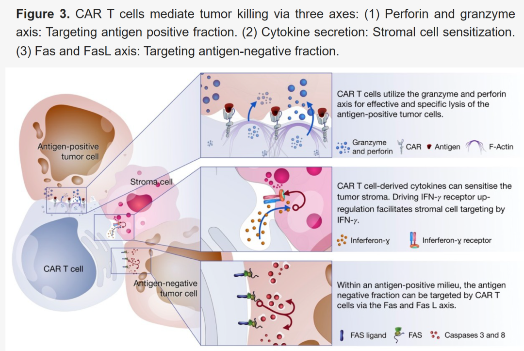 CAR-T的原理，一文讲透 - 知乎