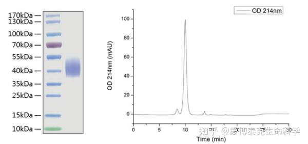 CD80/CD86在免疫治疗中的应用与前景 - 知乎