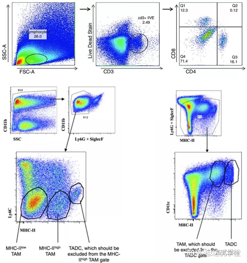 【流式百科投稿】肿瘤浸润免疫细胞提取 - 知乎