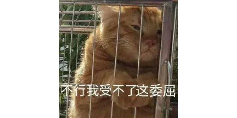 给猫喝酒＝送去医院” 知乎