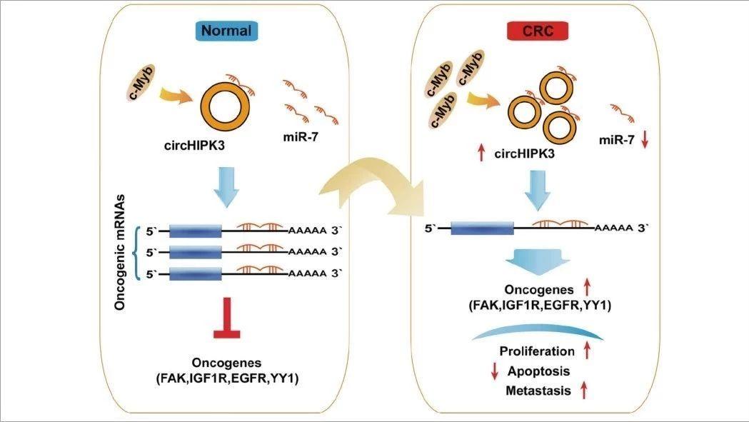 circRNA：明星分子＋经典套路，依然可以发6分文章 - 知乎