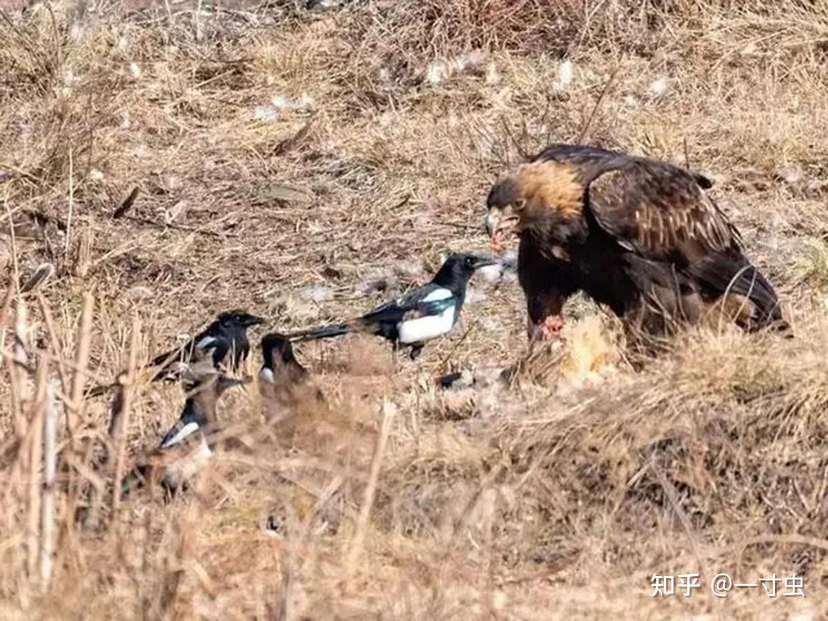 号称猛禽之王的金雕，有啥特别之处？空中击杀天鹅，地面捕食野狼 - 知乎
