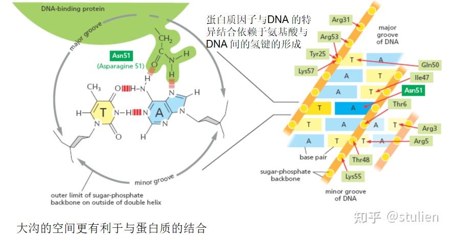 分子生物学回顾——染色体与DNA - 知乎