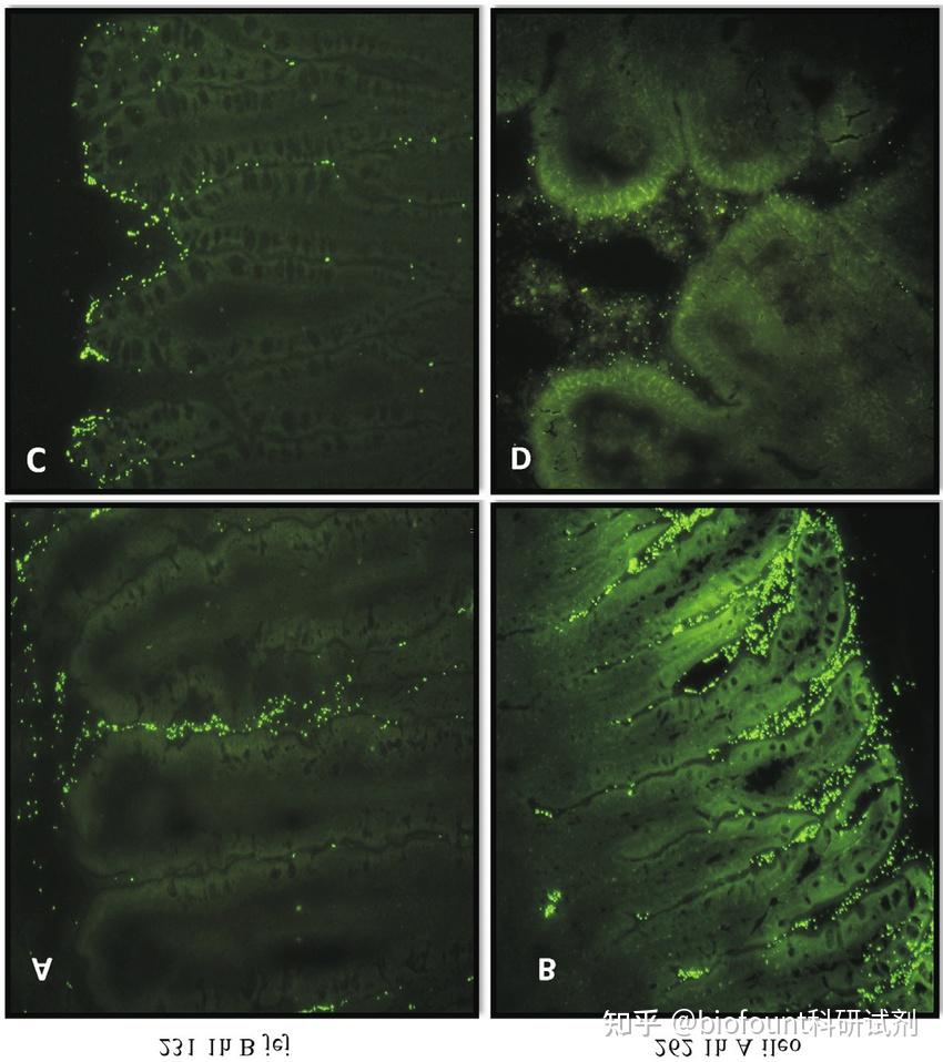 细胞质荧光探针——FDA&CFDA - 知乎