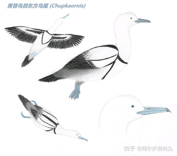 「Legend of Cretaceous丨白垩传 5」寻禽记（上）：在水之滨 - 知乎