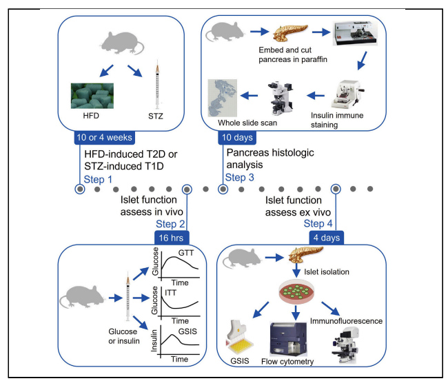 STAR Protocols︱合肥工大张弦团队发表糖尿病小鼠体内和体外高血糖和胰岛功能评估方案 - 知乎